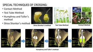 Selfing and crossing techniques in crop plants and Breeders Kit | PPTX