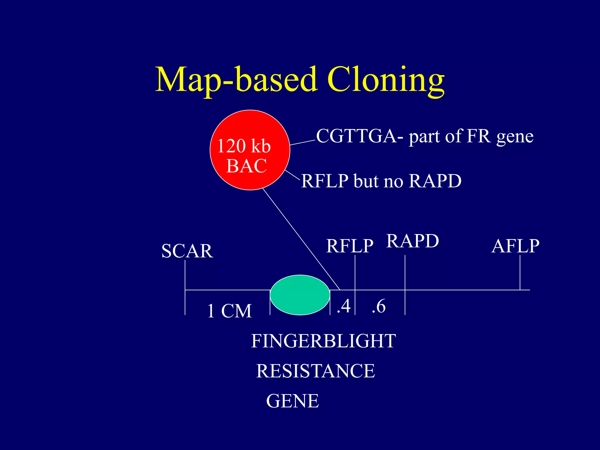 Breeding of Citrus Fruits | PPT