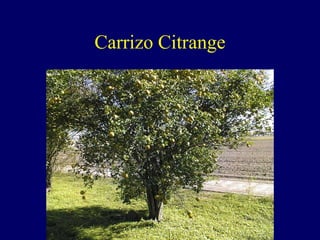 Breeding of Citrus Fruits | PPT