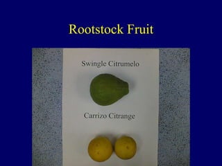 Breeding of Citrus Fruits | PPT