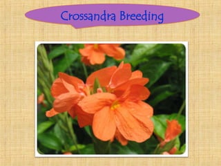 Breeding in Crossandra or Hortculture.ppt