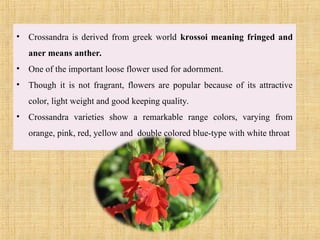 Breeding in Crossandra or Hortculture.ppt
