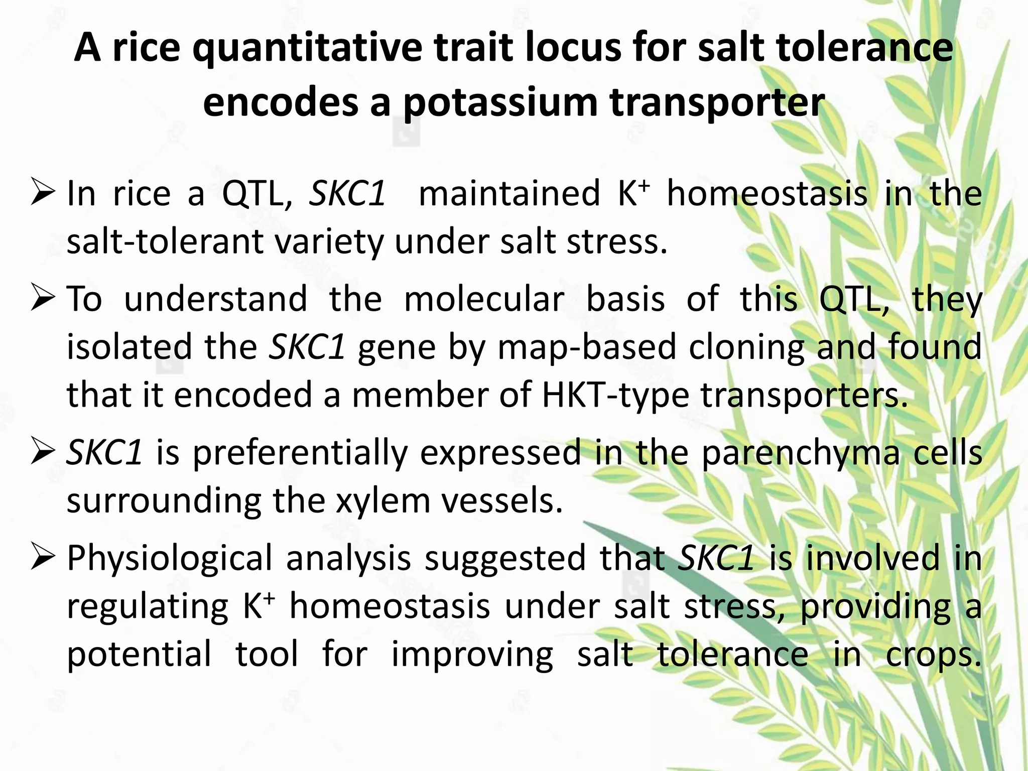 Breeding achievement of k in rice | PPTX