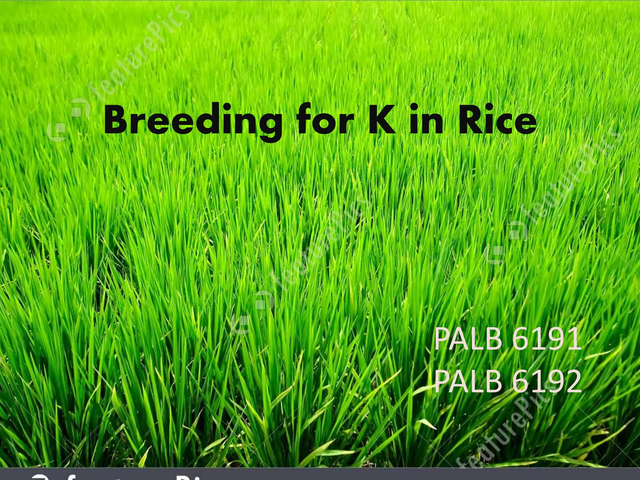 Breeding achievement of k in rice | PPTX