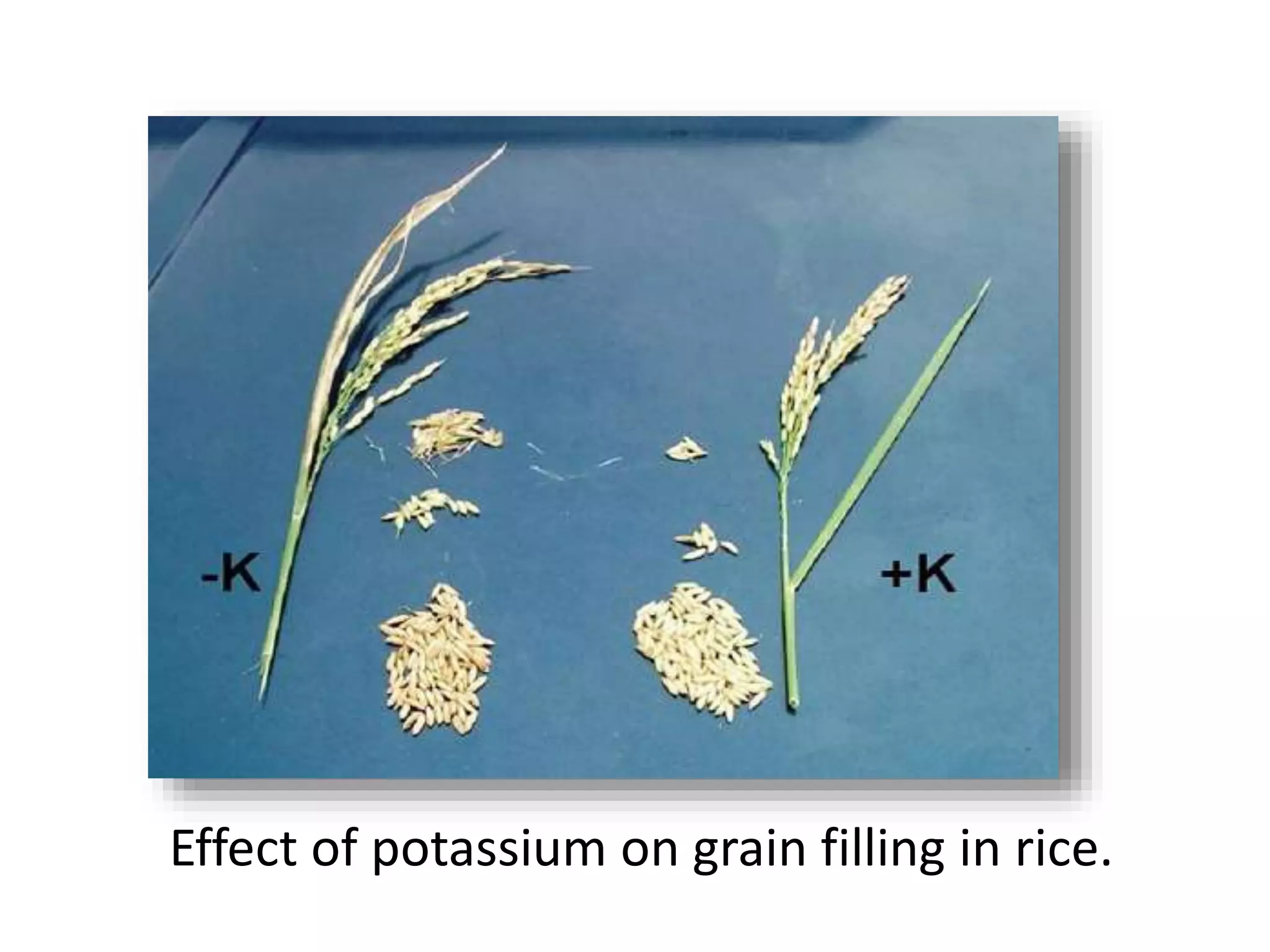 Breeding achievement of k in rice | PPTX