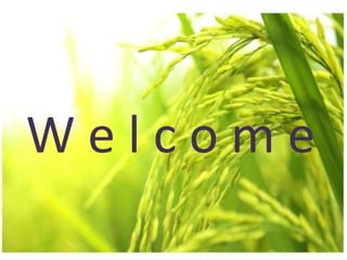 Breeding achievement of k in rice | PPTX
