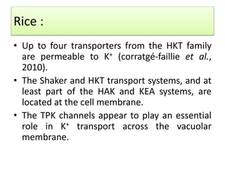 Breeding achievement of k in rice | PPTX