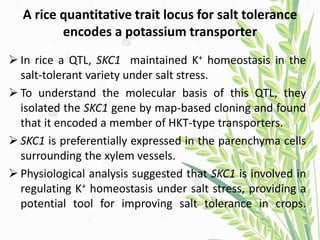 Breeding achievement of k in rice | PPTX