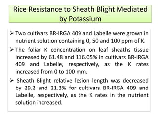 Breeding achievement of k in rice | PPTX
