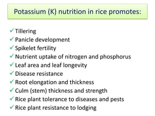 Breeding achievement of k in rice | PPTX
