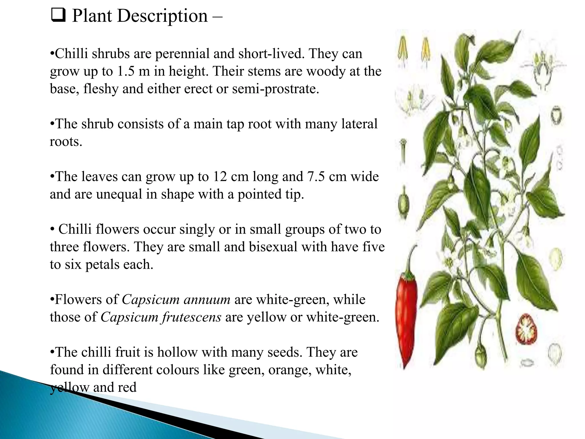 Breeding achievements on potato and chilli.pptx