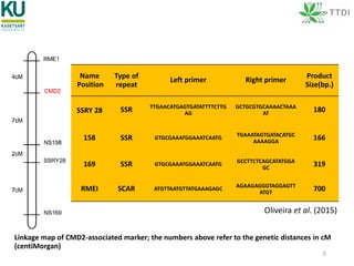 Breeding activities in Thailand | PDF