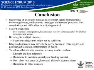 Managing aflatoxin contamination of maize through breeding | PPTX