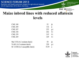 Managing aflatoxin contamination of maize through breeding | PPTX
