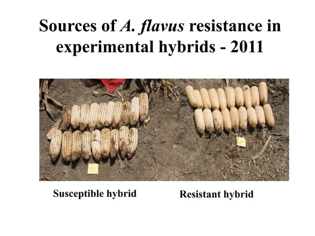 Managing aflatoxin contamination of maize through breeding