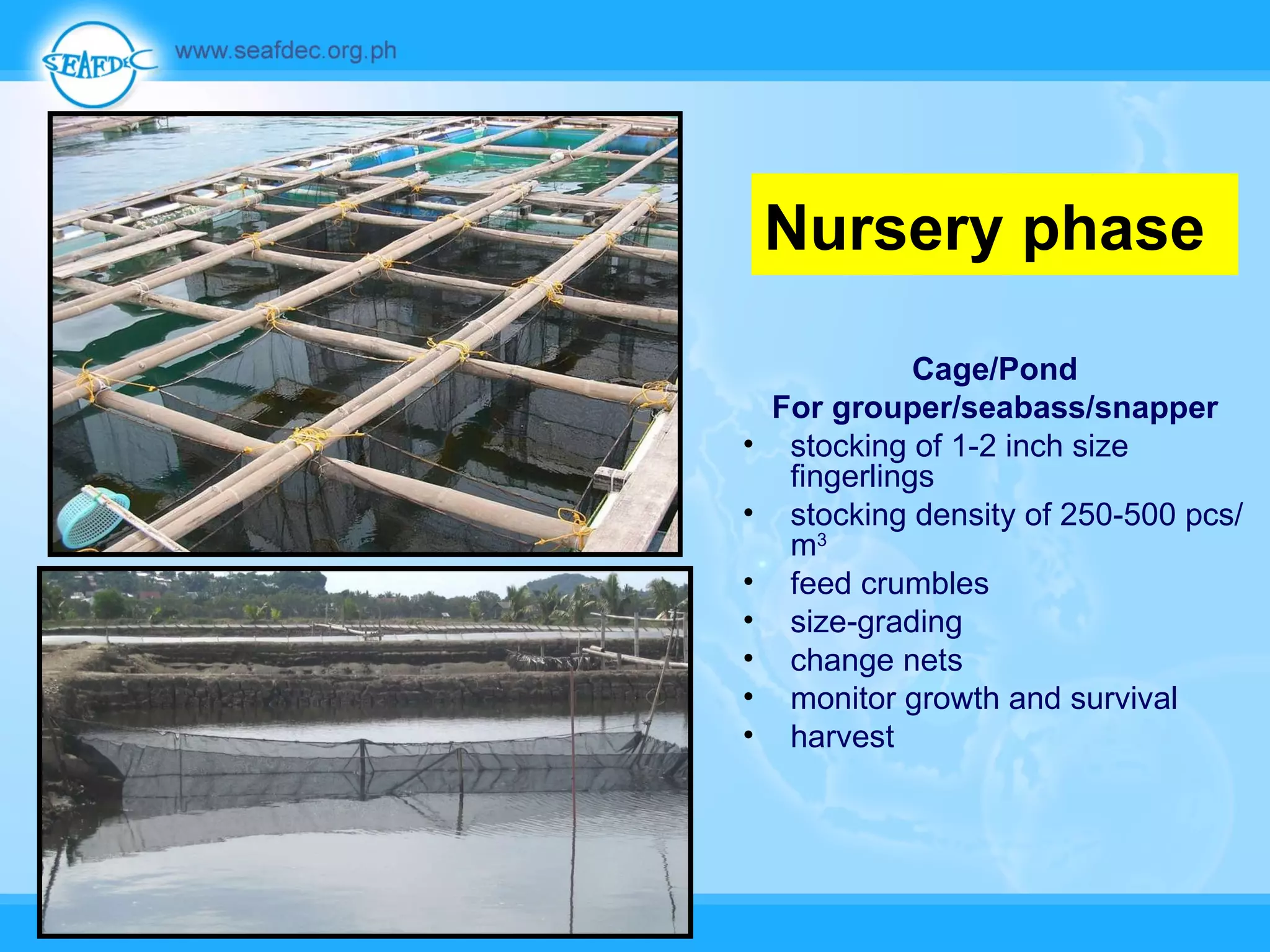 Breeding And Culture Of Seabass And Siganids | PPT