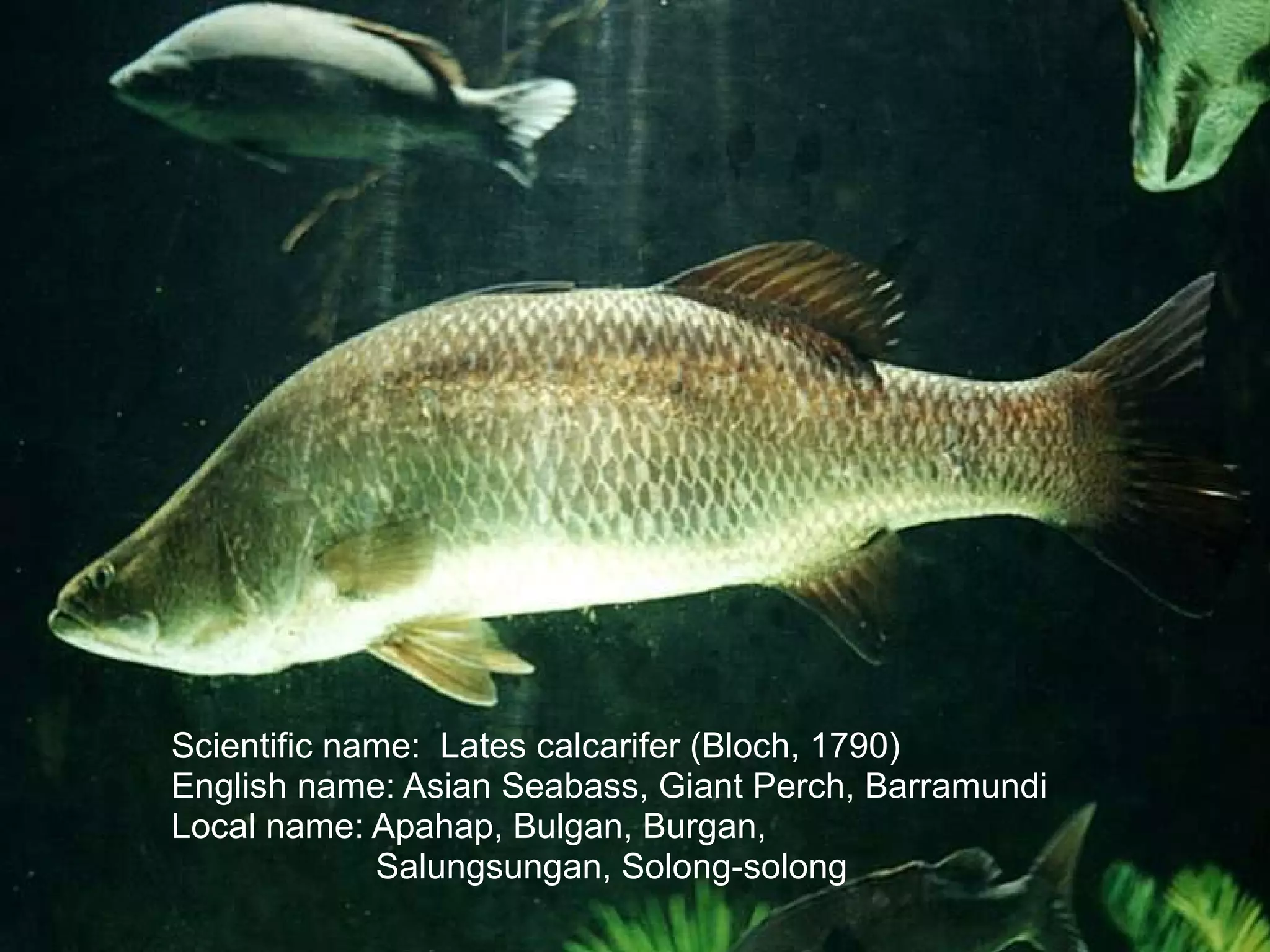 Breeding And Culture Of Seabass And Siganids | PPT