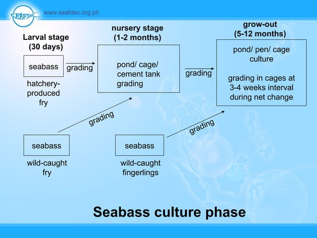 Breeding And Culture Of Seabass And Siganids | PPT | Fish and Aquariums ...