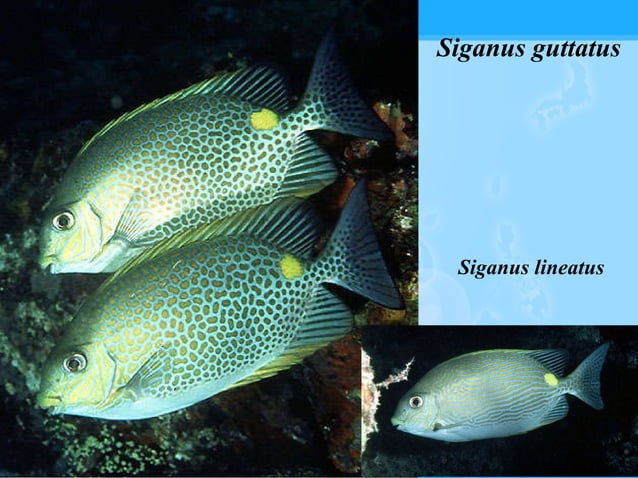 Breeding And Culture Of Seabass And Siganids | PPT | Fish and Aquariums ...