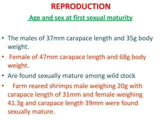Breeding and seed production of Giant tiger prawn ppt | PPTX