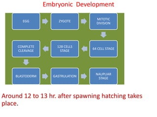 Breeding and seed production of Giant tiger prawn ppt | PPTX