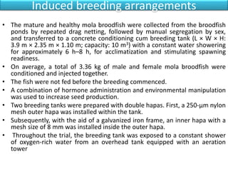 Breeding and seed production techniques for Mola carplet fish.pptx
