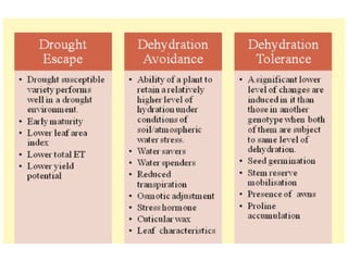 Breeding approaches for drought tolerance in cereals final | PPT