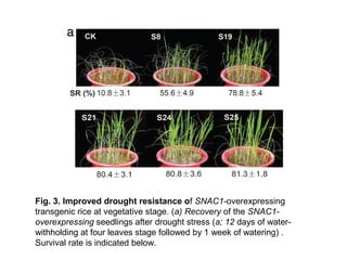 Breeding approaches for drought tolerance in cereals final | PPT