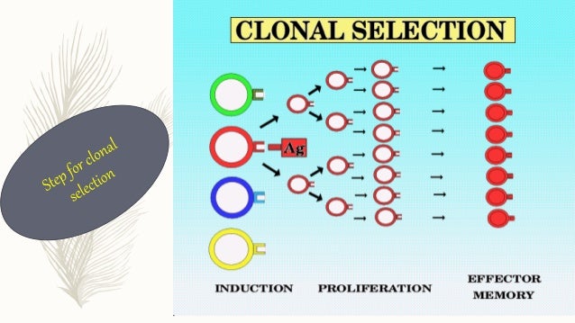 Breeding assignment on clonal selection