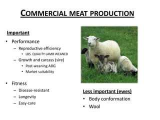 Breeding better sheep | PPT