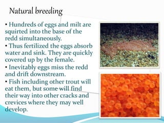 Breeding, cold water fishery | PPTX
