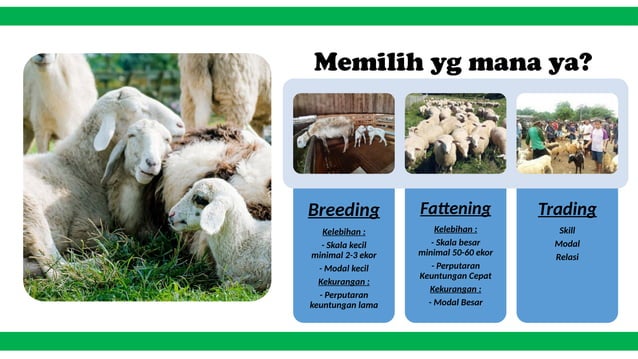 Teknis Ternak Domba Garut Paling Populer | PPT