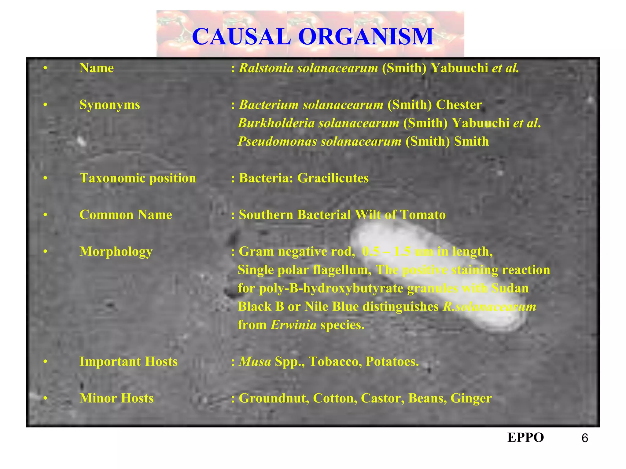 Breeding for bac. wilt resi. in tomato | PPT