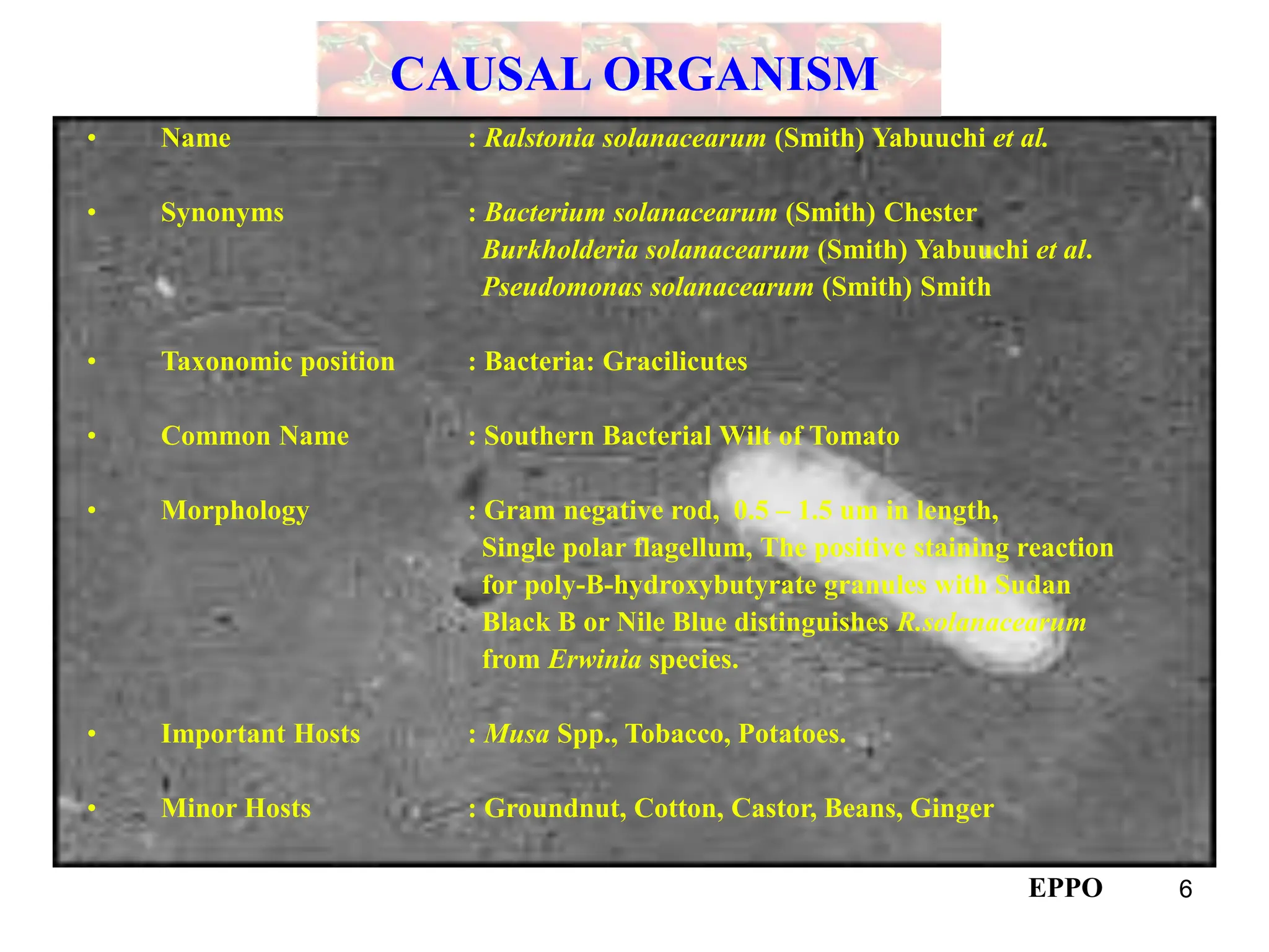 Breeding for bac. wilt resi. in tomato.ppt