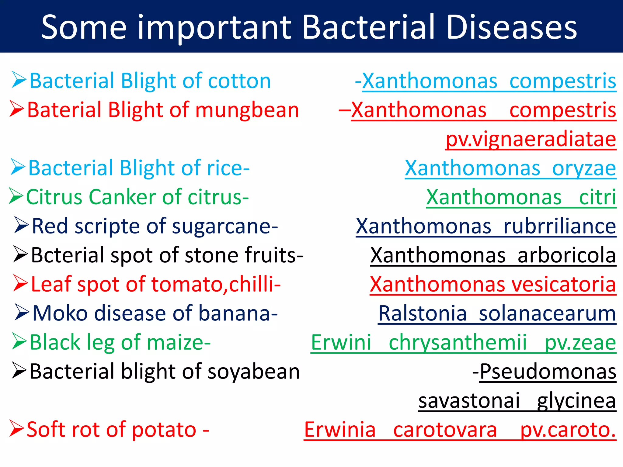 Introduction of Bacteria | PPTX