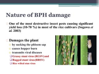 Breeding for Brown Plant Hopper (BPH) resistance in Rice. | PPT