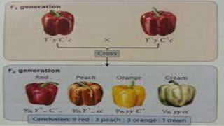 Breeding for color development. | PPTX