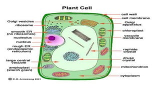 Breeding for color development. | PPTX