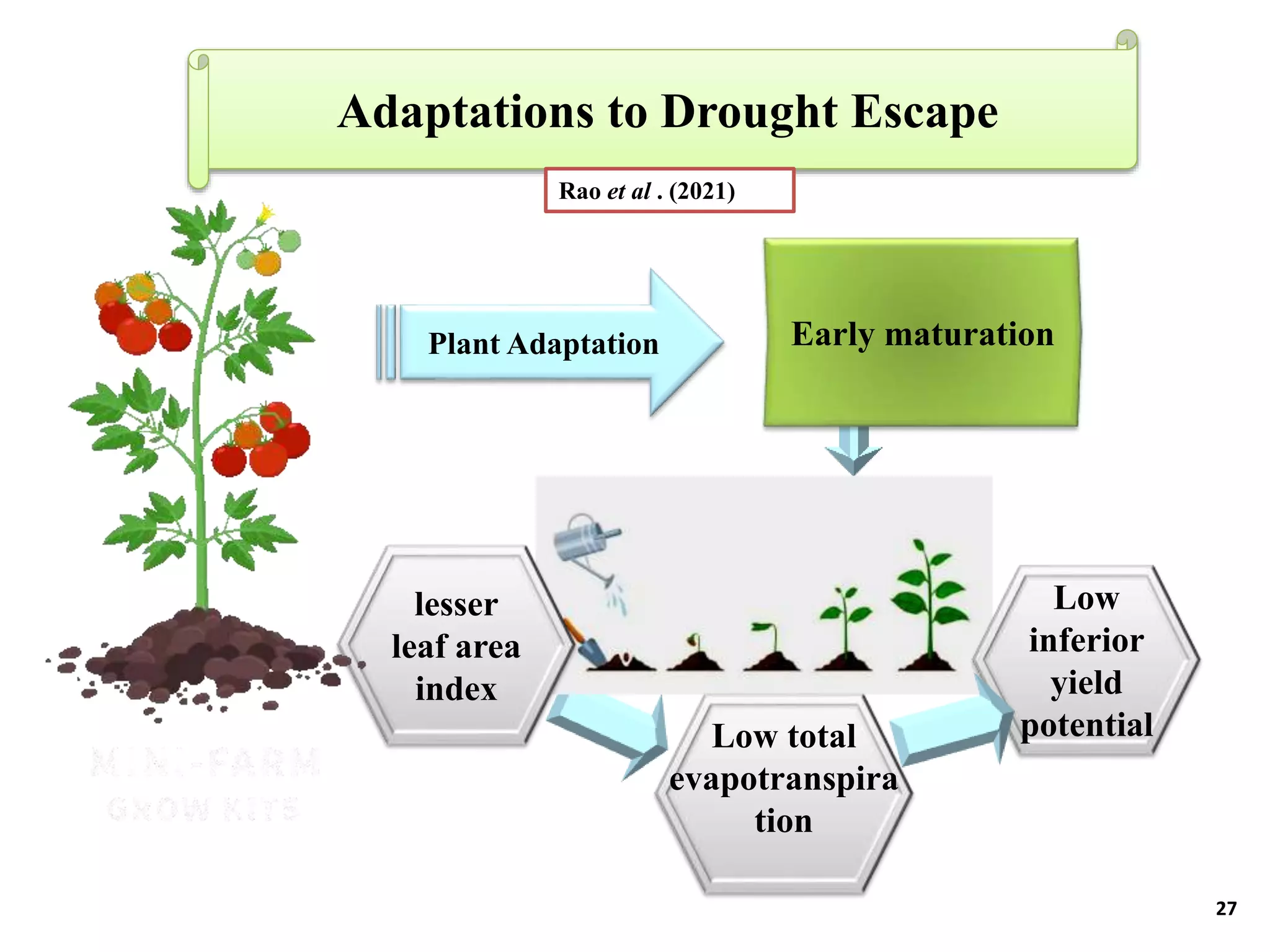 BREEDING FOR DROUGHT TOLERANCE IN TOMATO.pptx
