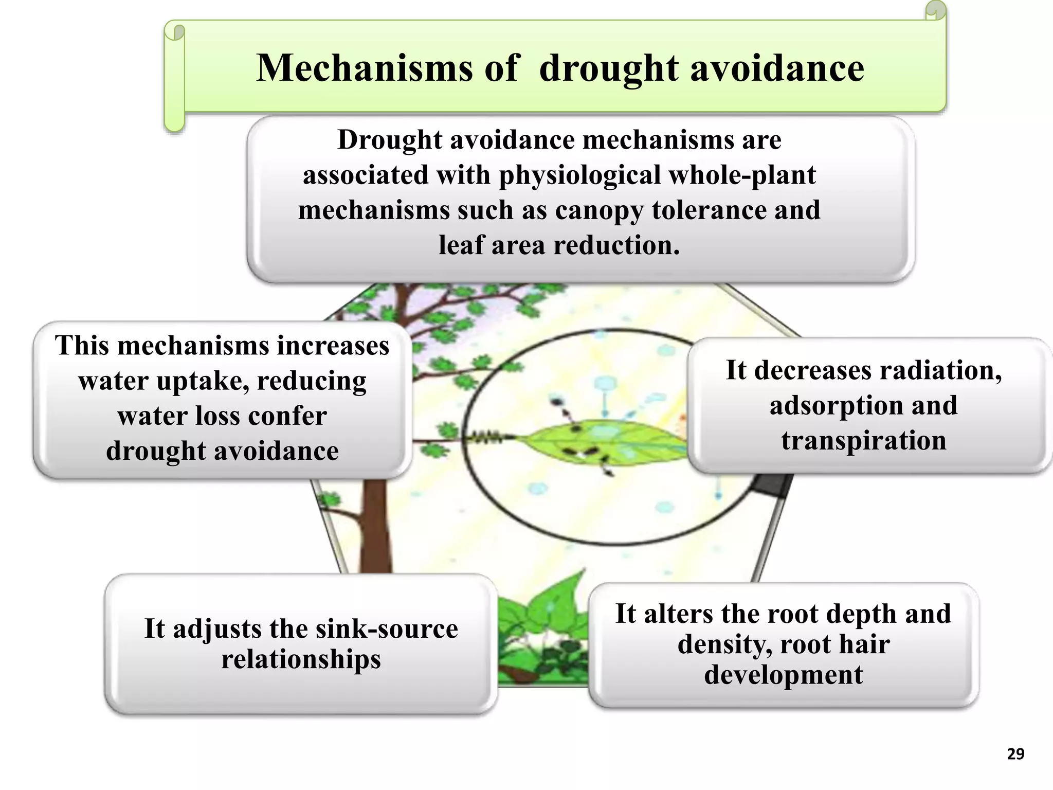 BREEDING FOR DROUGHT TOLERANCE IN TOMATO.pptx
