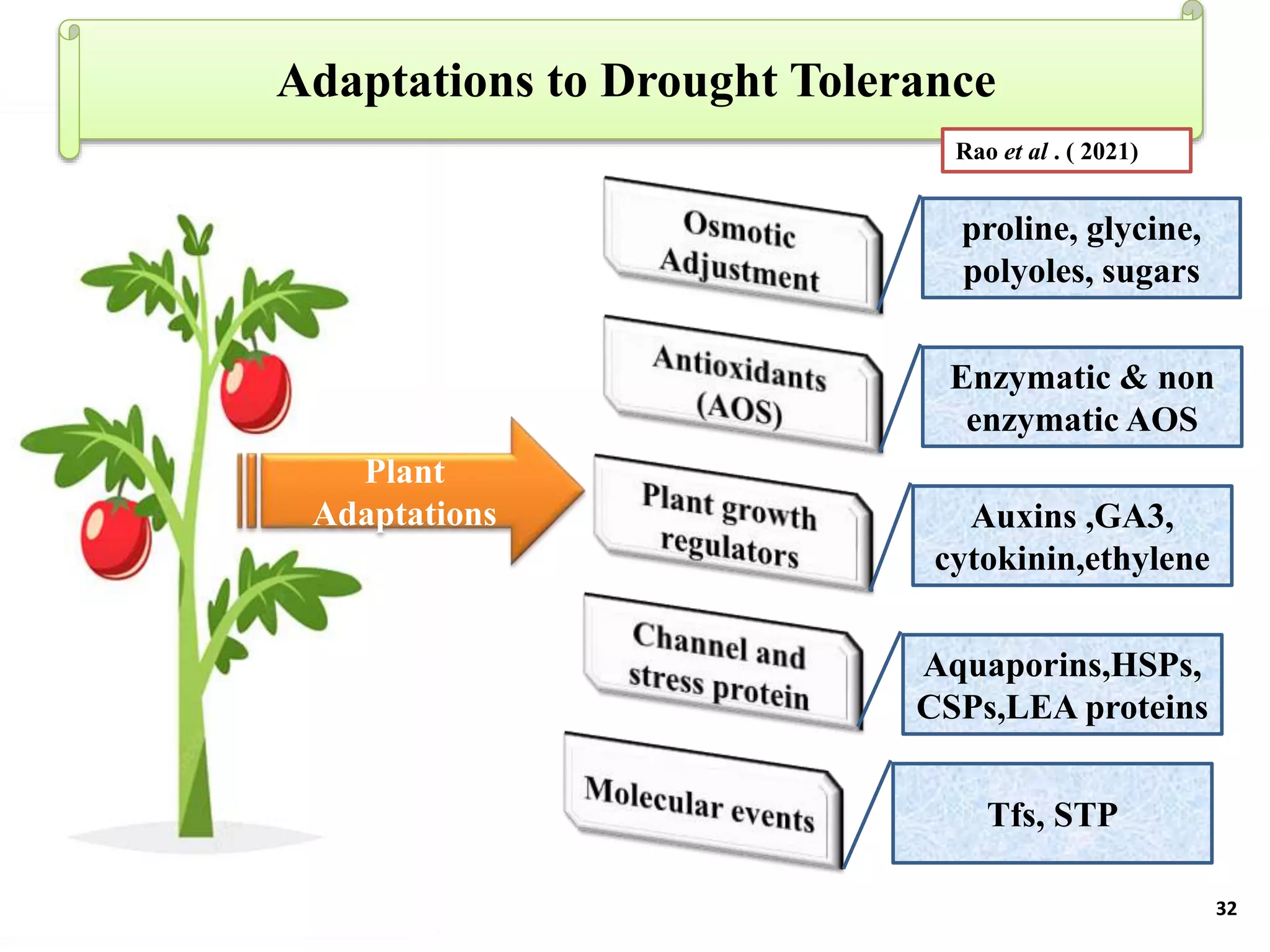 BREEDING FOR DROUGHT TOLERANCE IN TOMATO.pptx