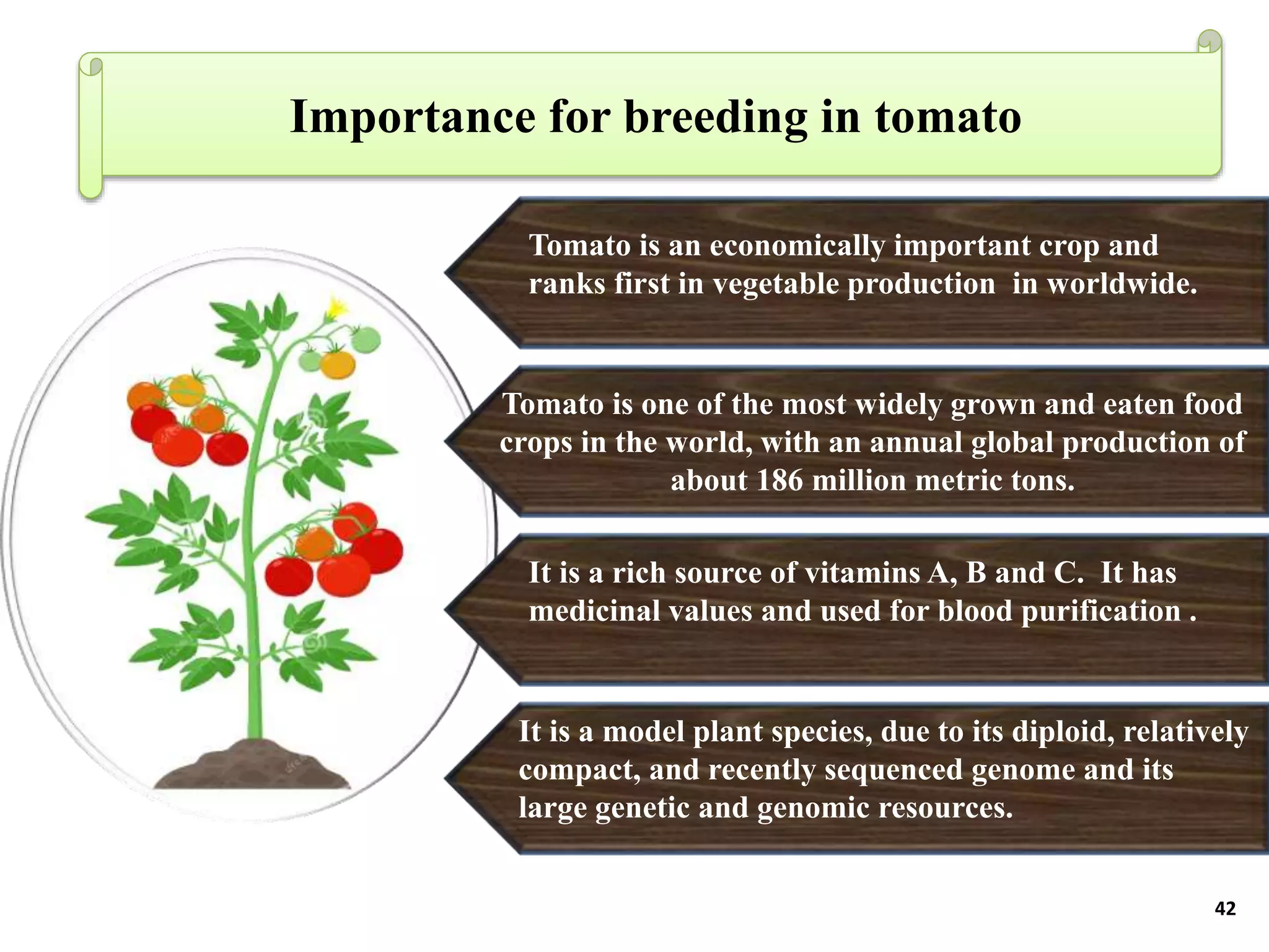 BREEDING FOR DROUGHT TOLERANCE IN TOMATO.pptx