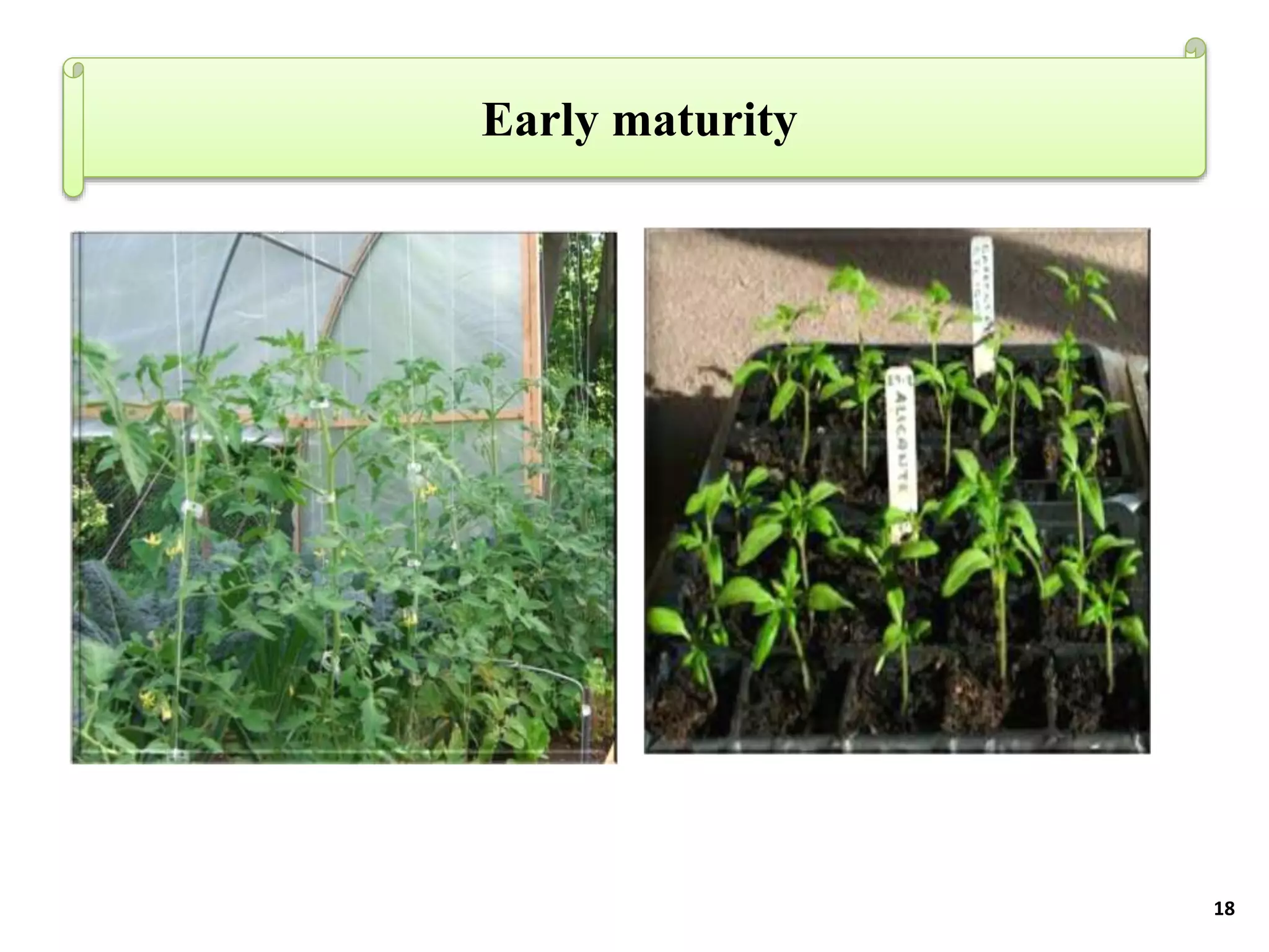 BREEDING FOR DROUGHT TOLERANCE IN TOMATO.pptx