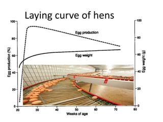 Breeding for Egg production.pptx