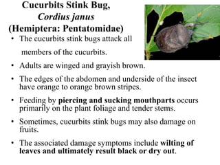Breeding for insect resisistance in cucurbits | PPTX