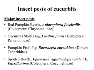 Breeding for insect resisistance in cucurbits | PPTX