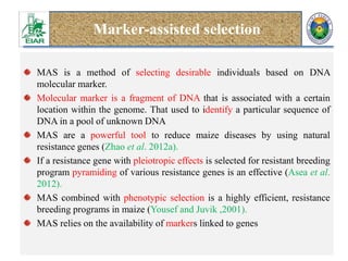 Breeding for MLN.pptx