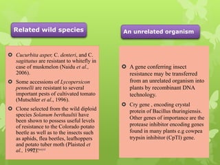 Breeding for pest stress in vegetables | PPTX