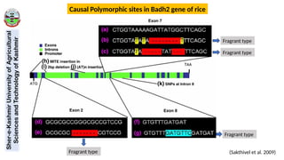 Breeding for Quality Traits in Rice.pptx