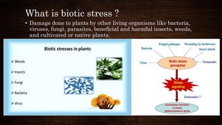 Breeding for resistance to biotic stresses | PPTX
